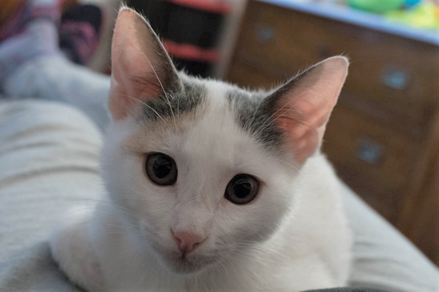 Living with two active kittens – Margaret's Corner