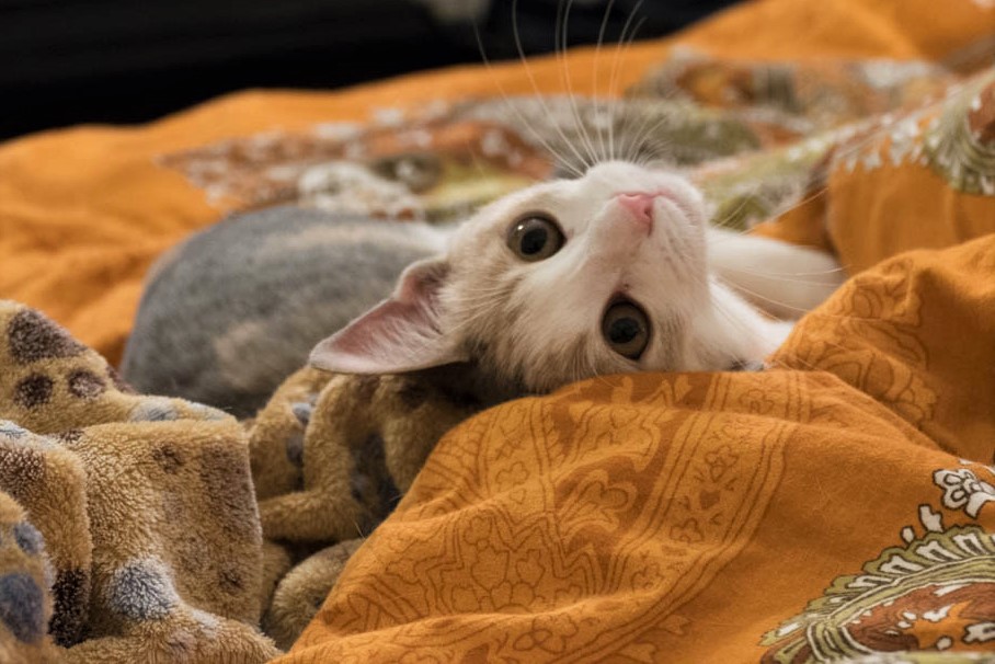 Living with two active kittens – Margaret's Corner